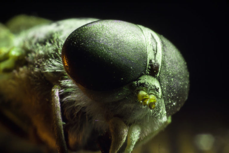 Why The Recent Resurgence Of Greenhead Horse Flies In Louisiana Is Good ...